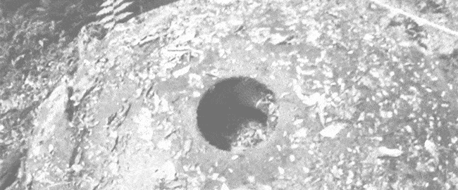 Alternative Currency History: Money That Doesn’t Look Like Money